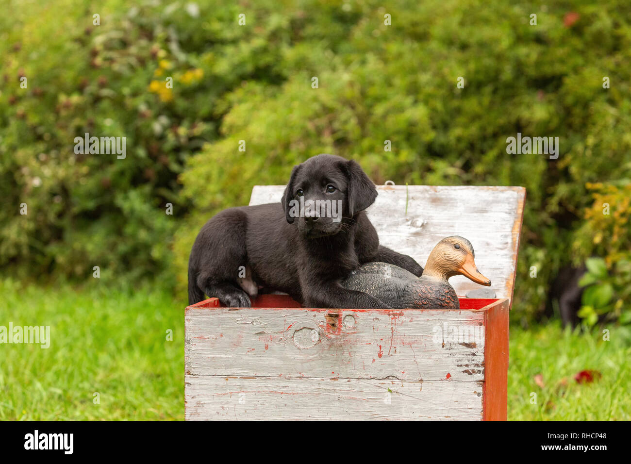 Black Labrador retriever puppy holding a duck decoy Stock Photo - Alamy