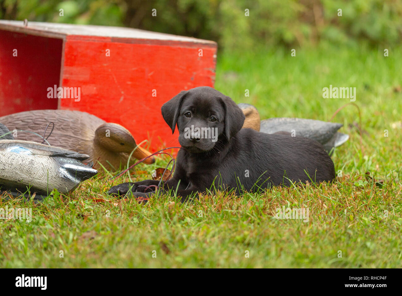 Black lab with duck decoys hi-res stock photography and images - Alamy