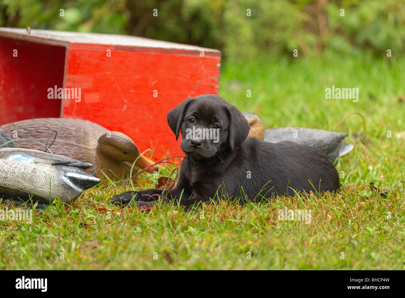 Black lab with duck decoys hi-res stock photography and images - Alamy