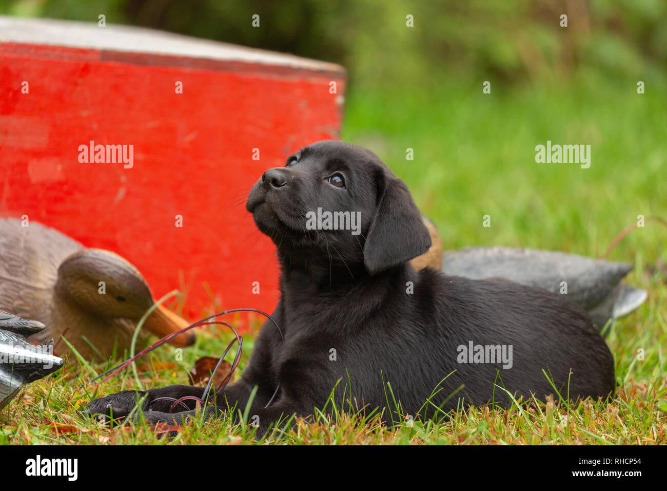 Black lab with duck decoys hi-res stock photography and images - Alamy