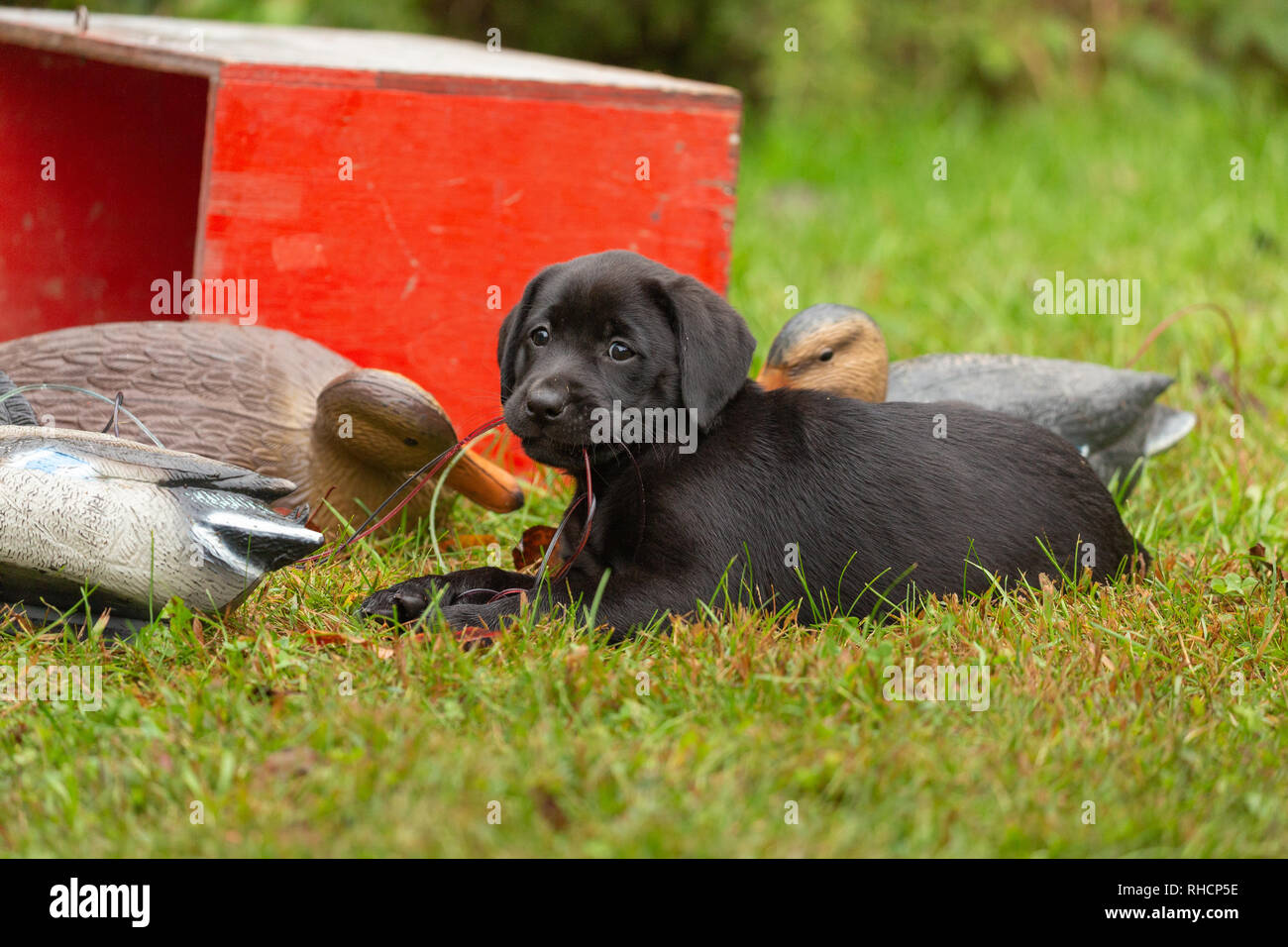 Black lab with duck decoys hi-res stock photography and images - Alamy