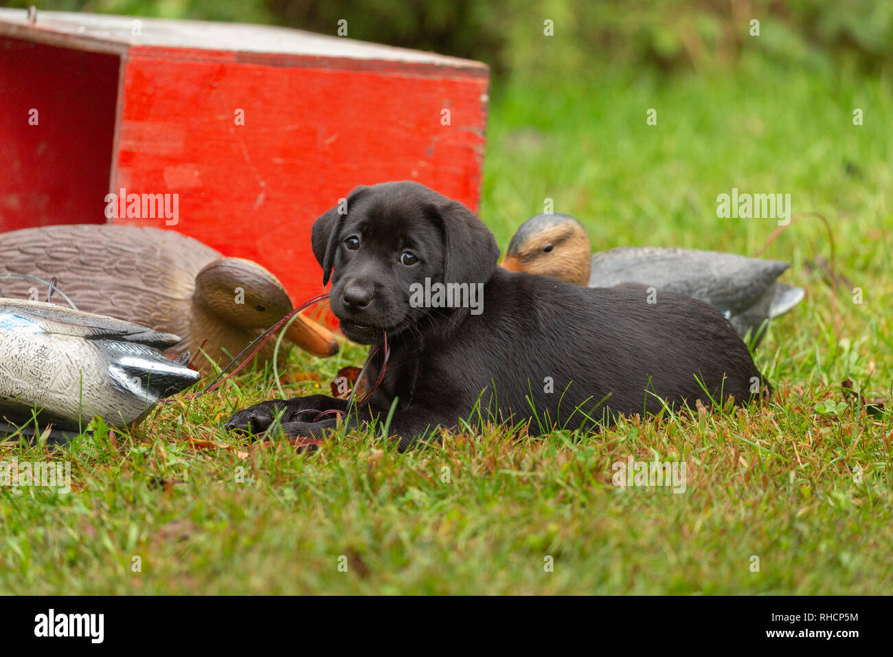 Black labrador puppy chewing on decoy hi-res stock photography and ...