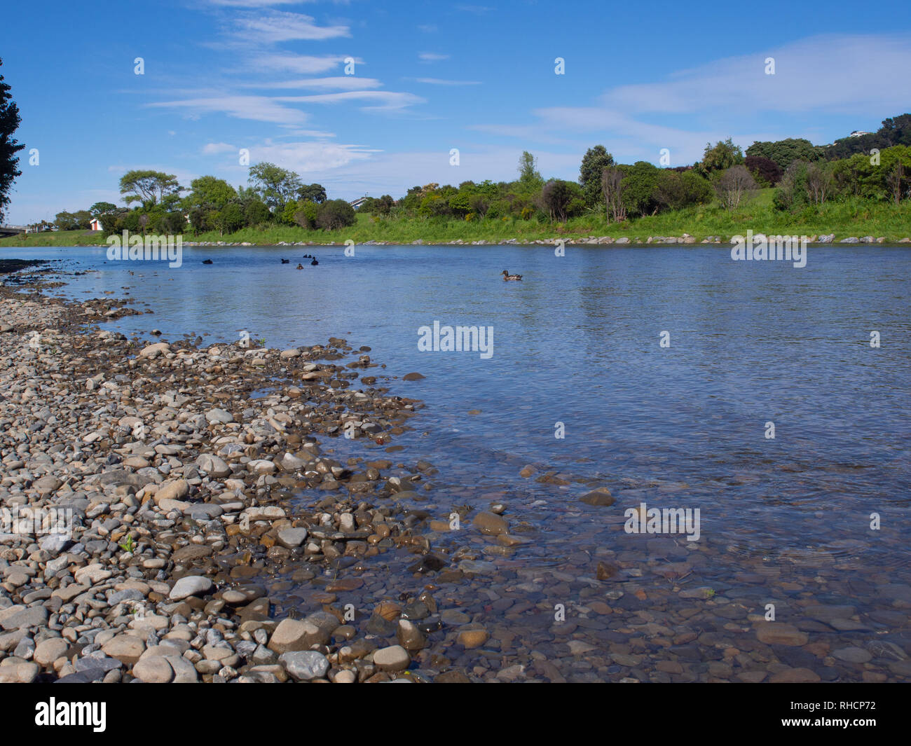 From The Hutt River Riverbank Ducks In The River Stock Photo - Alamy