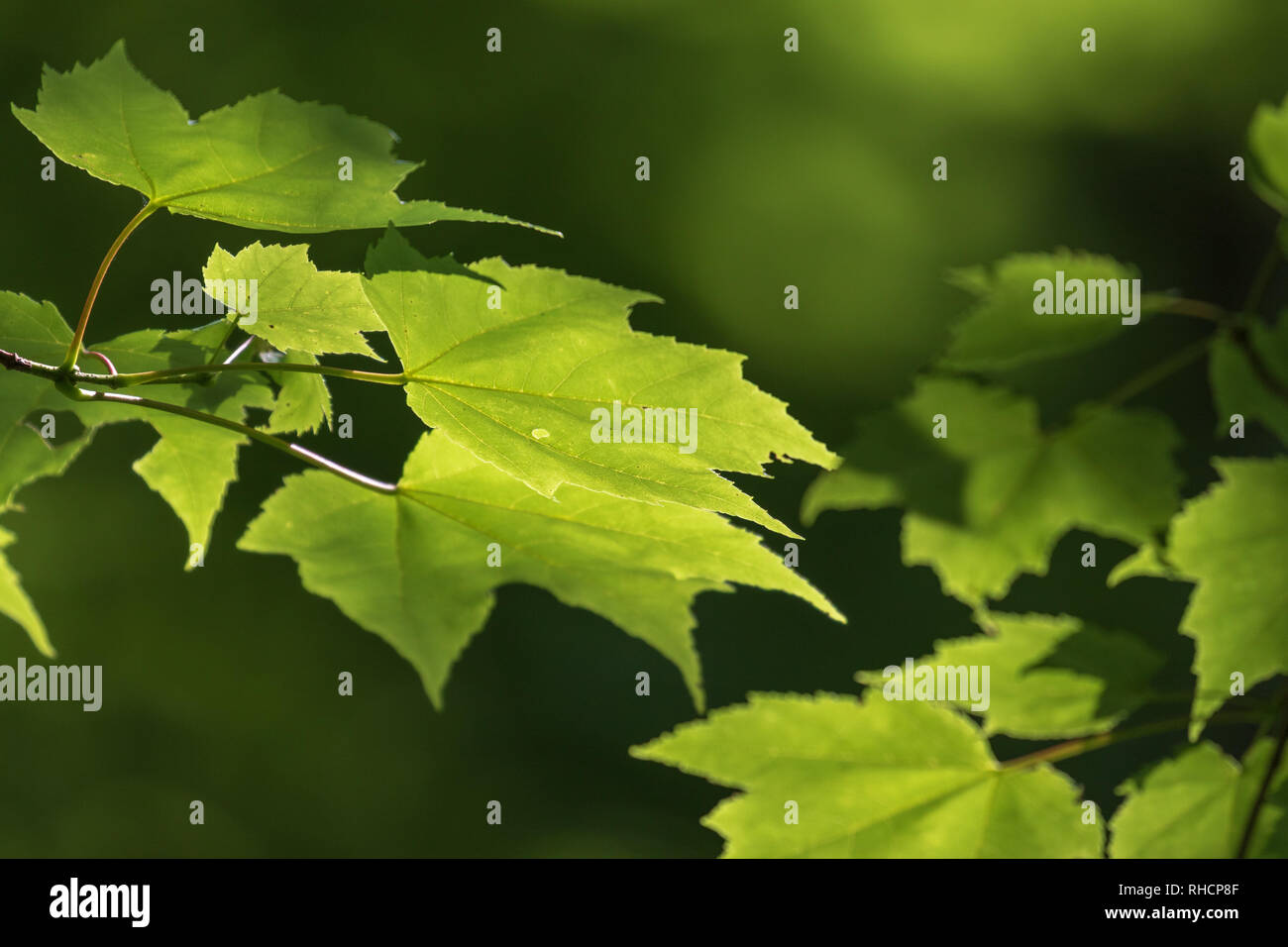 Northern wisconisn hi-res stock photography and images - Alamy