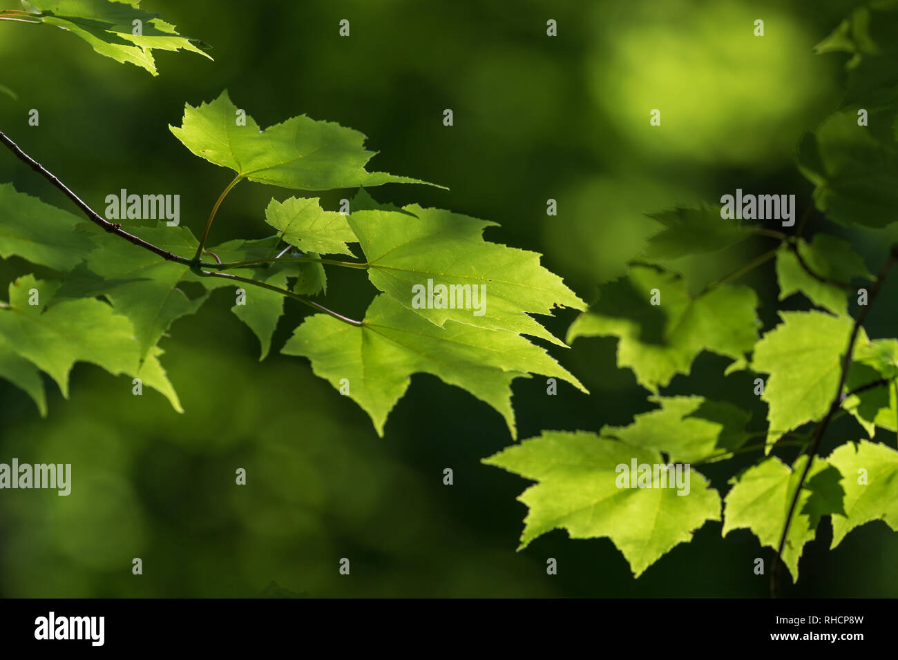 Red maple leaves deep within a northern Wisconsin forest Stock Photo ...