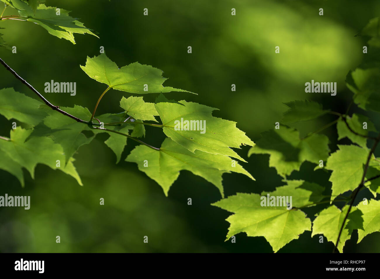 Red maple leaves deep within a northern Wisconsin forest Stock Photo ...