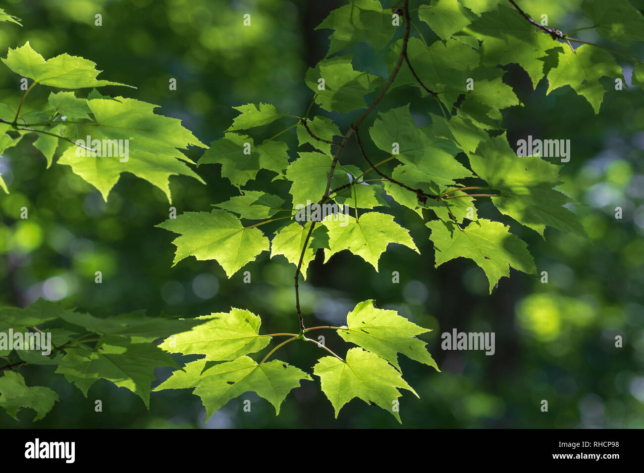 Red maple leaves deep within a northern Wisconsin forest Stock Photo ...
