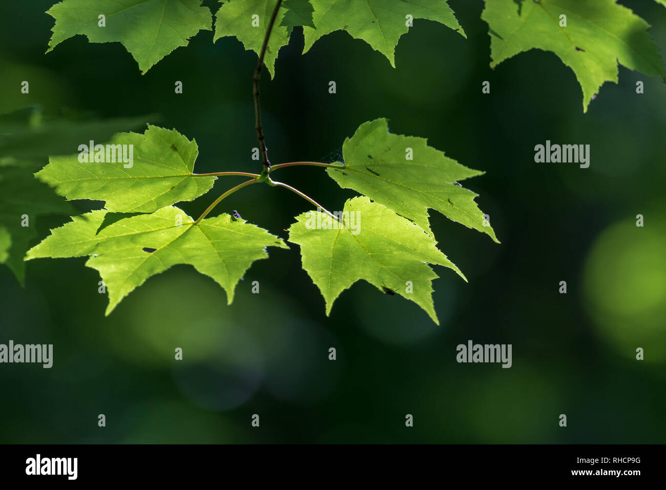 Red maple leaves deep within a northern Wisconsin forest Stock Photo ...