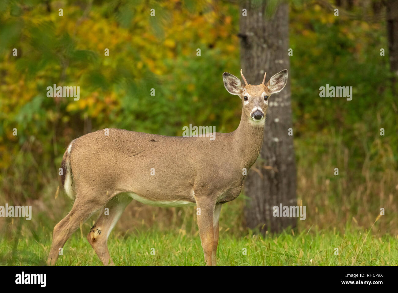 Spike white-tailed buck in a northern Wisconsin field Stock Photo - Alamy