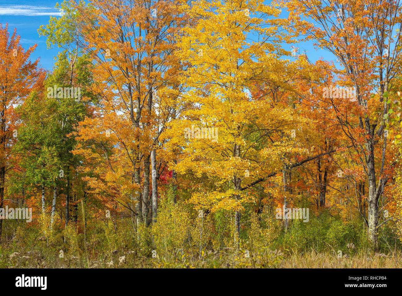 A mix of fall colors in northern Wisconsin Stock Photo - Alamy
