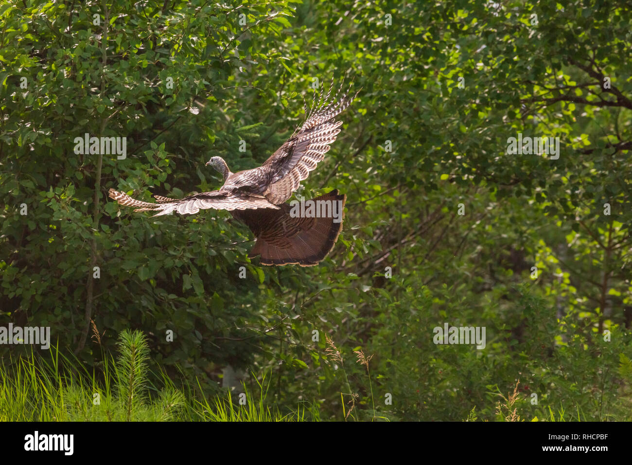 Startled turkey hi-res stock photography and images - Alamy