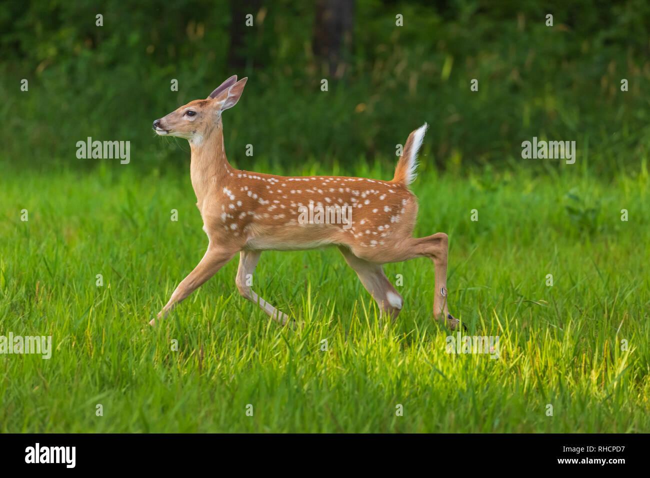 High stepping hi-res stock photography and images - Alamy