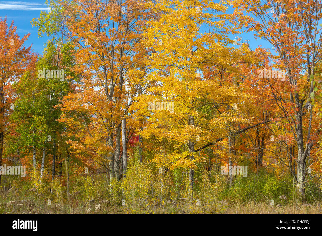 A mix of fall colors in northern Wisconsin Stock Photo - Alamy