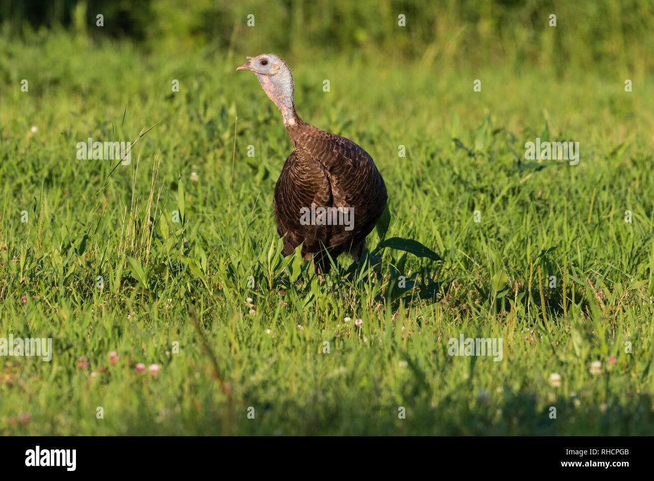 Hen turkey feeding in a summer meadow in northern Wisconsin Stock Photo ...