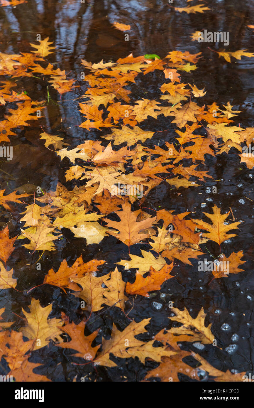 Leaves Floating In Water Stock Photos & Leaves Floating In Water Stock ...