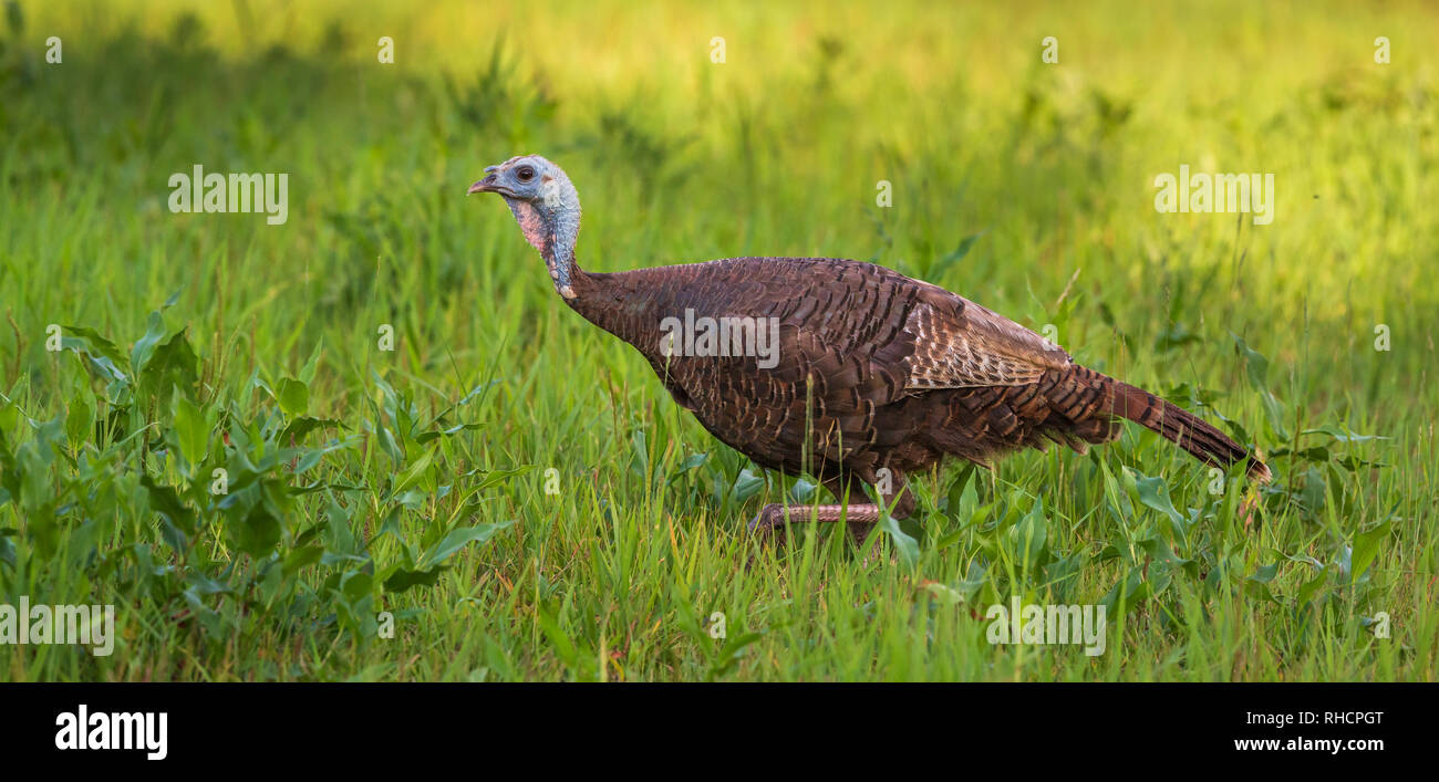 Black turkey hen hi-res stock photography and images - Alamy