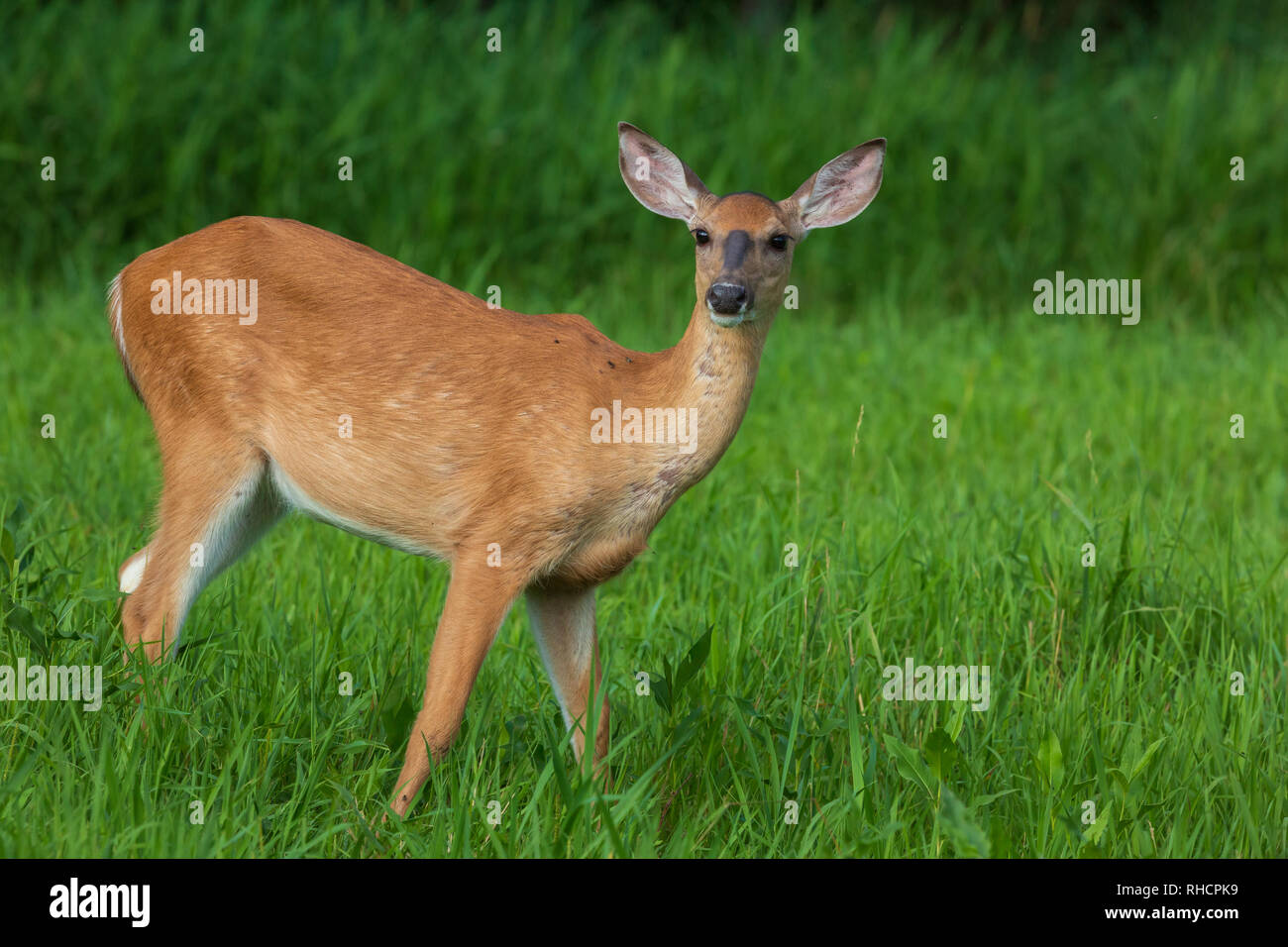 White-tailed doe standing alert in a northern Wisconsin field Stock ...