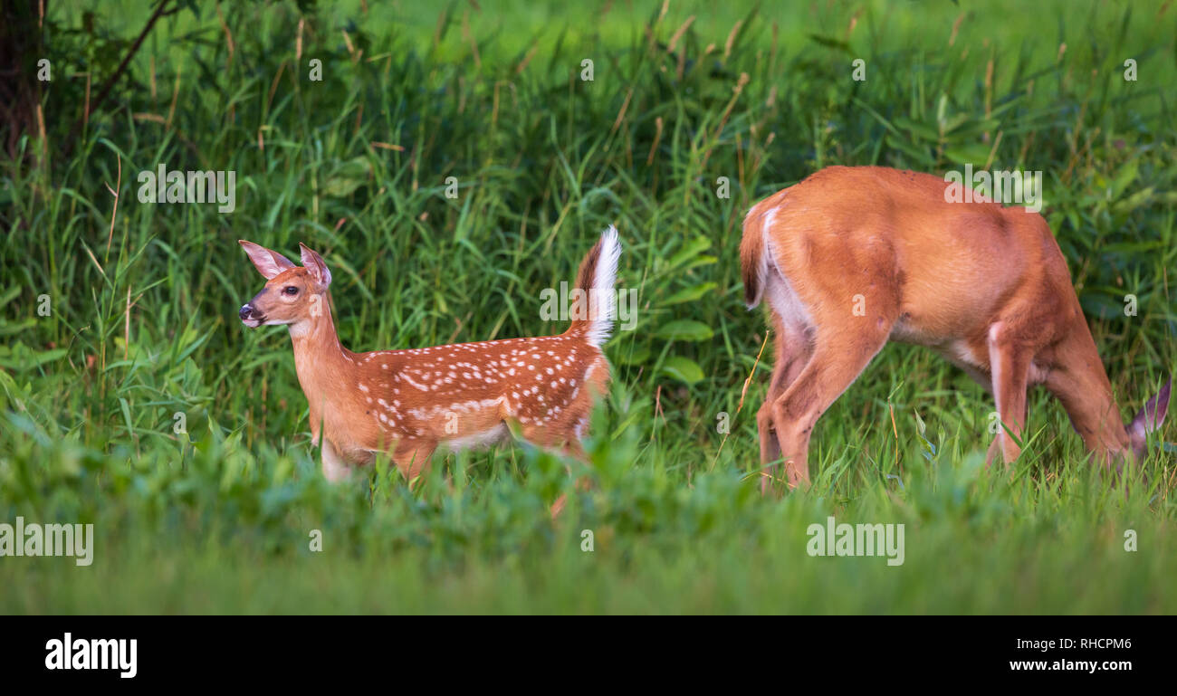 Deer habitat usa distance hi-res stock photography and images - Alamy