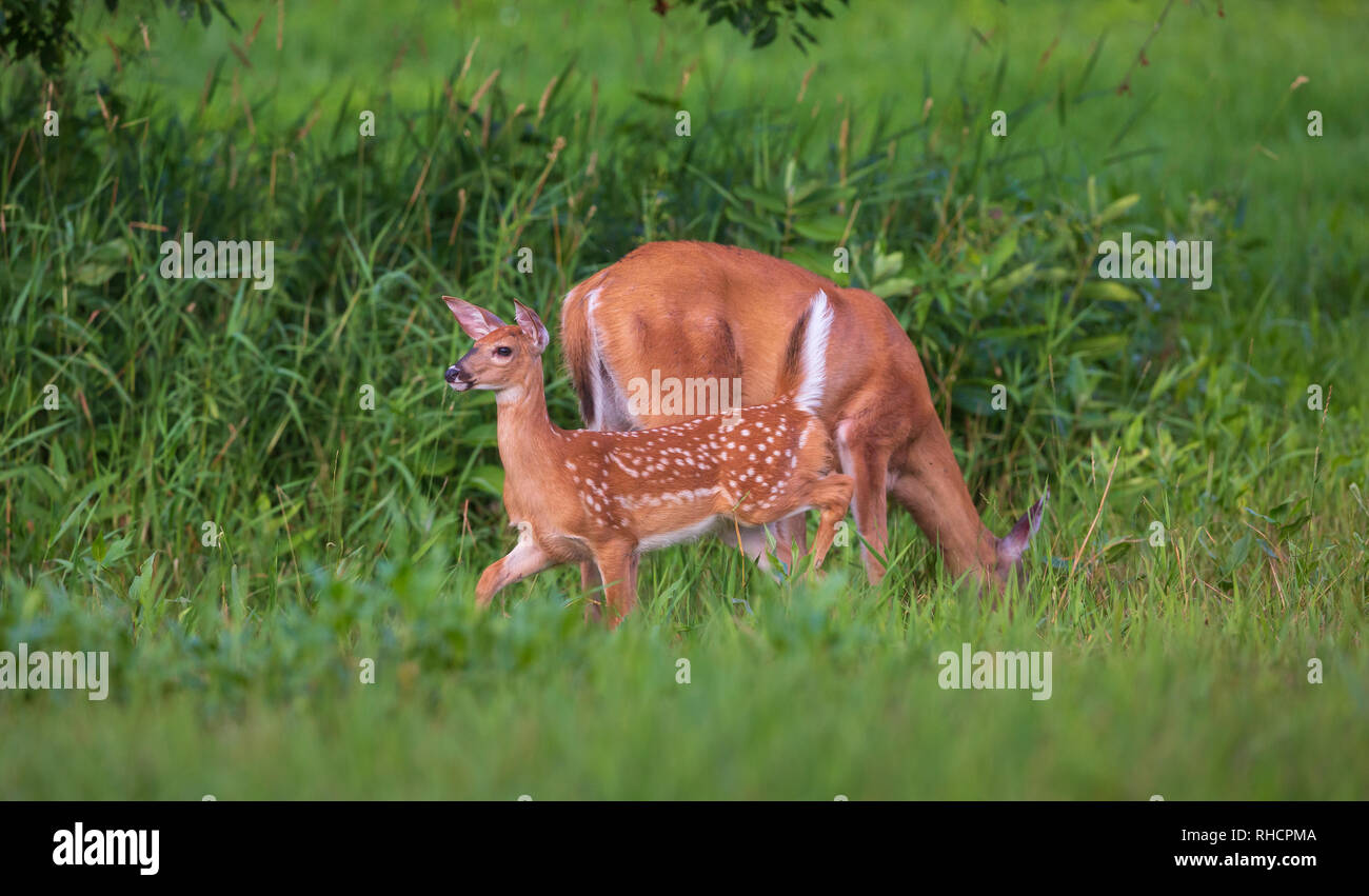 Deer habitat usa distance hi-res stock photography and images - Alamy