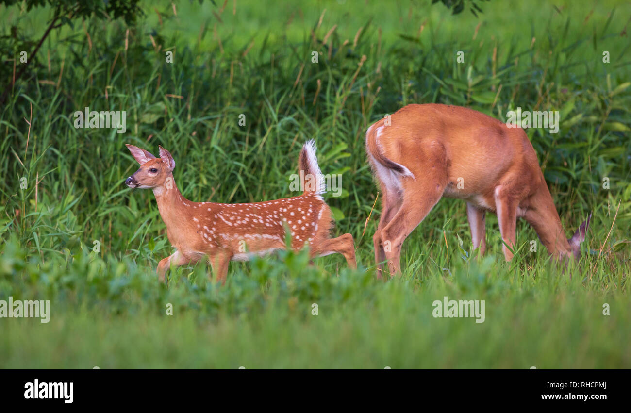 Deer habitat usa distance hi-res stock photography and images - Alamy