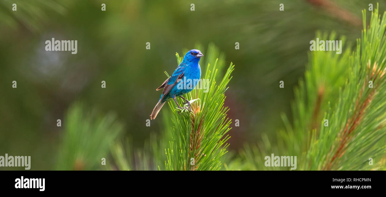 Male indigo bunting perched in a red pine tree in northern Wisconsin ...