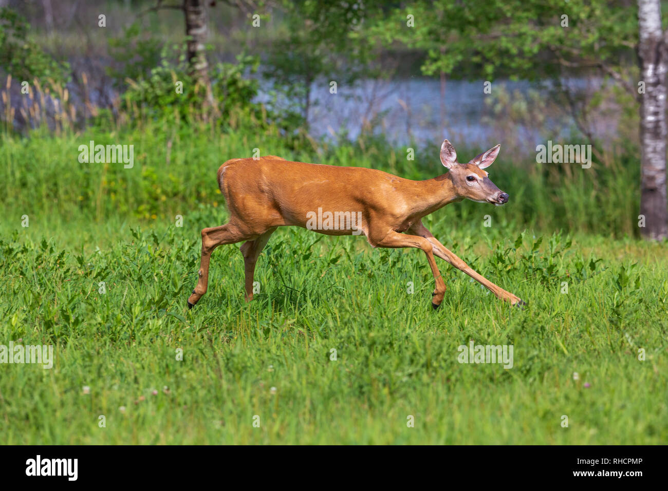 White tailed deer running through hi-res stock photography and images ...