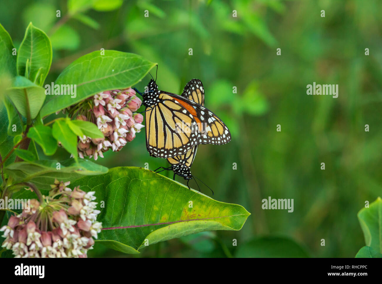 Monarch butterflies mating on a common milkweed plant Stock Photo - Alamy