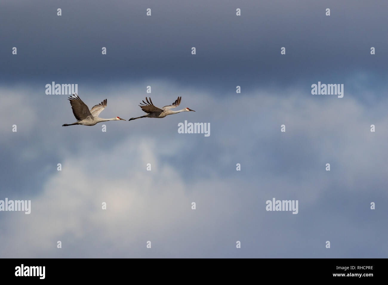 Sandhill cranes flying over Crex Meadows Wildlife Area Stock Photo - Alamy