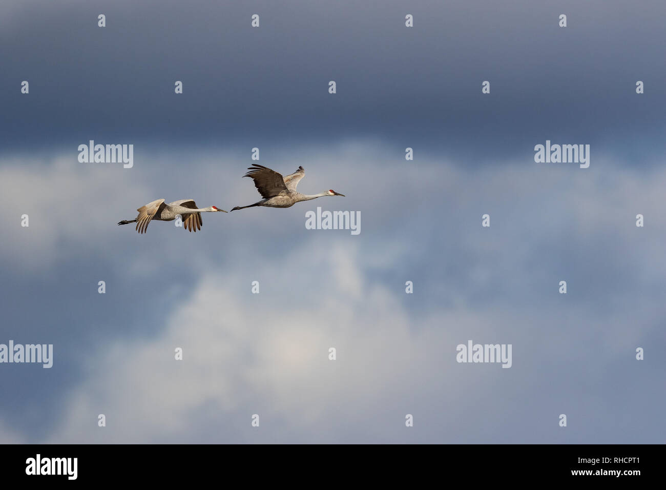 Flying cranes hi-res stock photography and images - Alamy