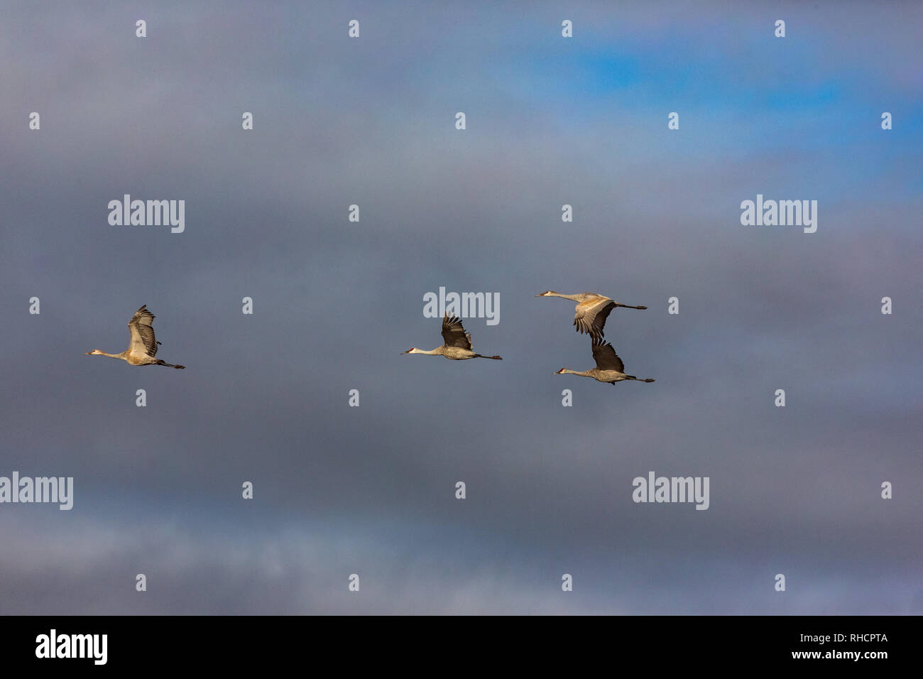 Family of sandhill cranes flying over Crex Meadows Wildlife Area Stock ...