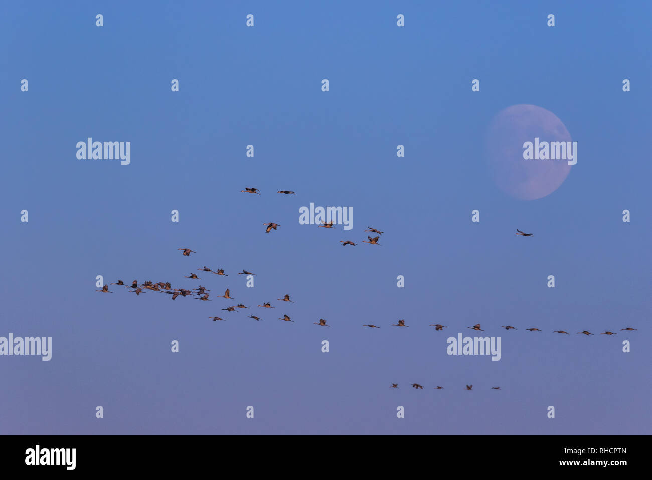 Sandhill cranes flying over Crex Meadows Wildlife Area Stock Photo - Alamy