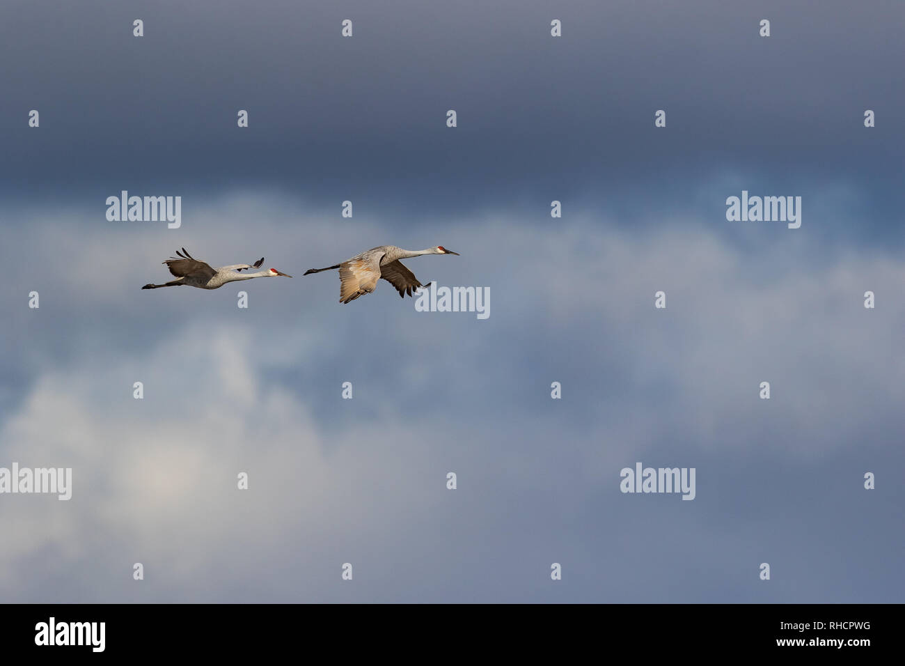 Sandhill cranes flying over Crex Meadows Wildlife Area Stock Photo - Alamy