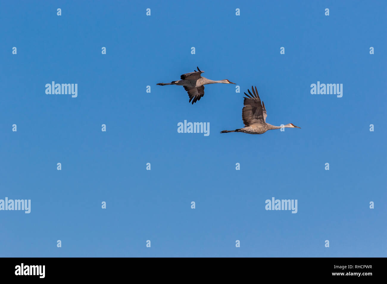 Sandhill cranes flying over Crex Meadows Wildlife Area Stock Photo - Alamy