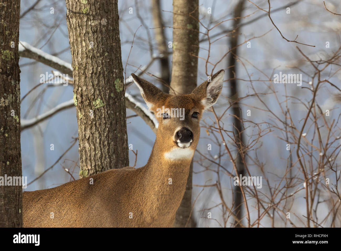White-tailed doe deep within the northern forest Stock Photo - Alamy
