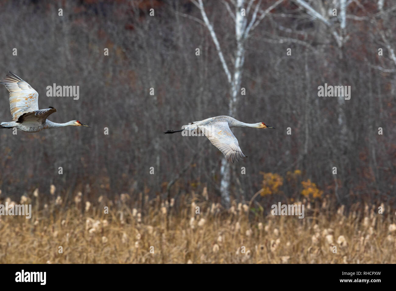 Sandhill cranes flying over Crex Meadows Wildlife Area Stock Photo - Alamy