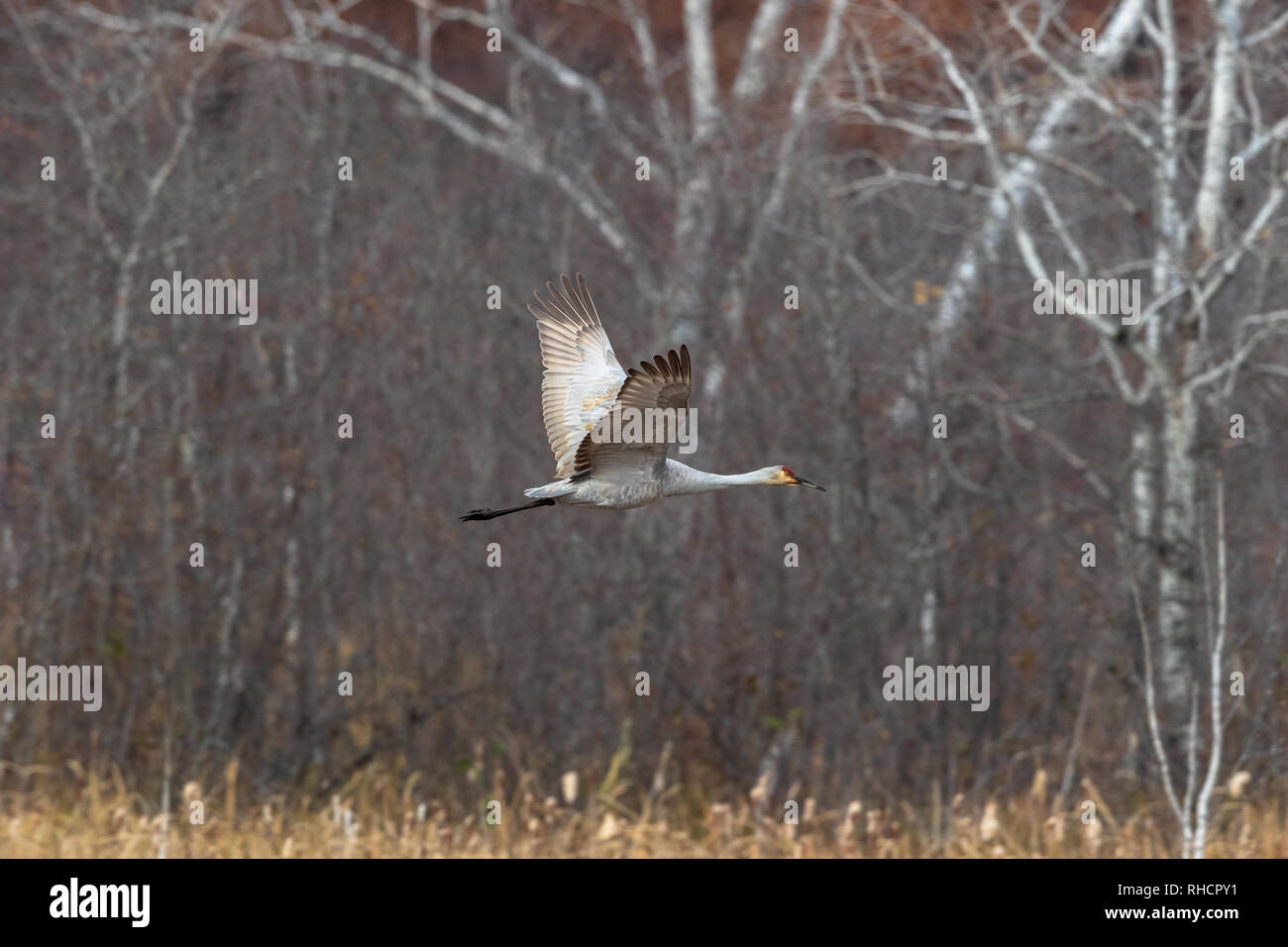 Sandhill cranes flying over Crex Meadows Wildlife Area Stock Photo - Alamy