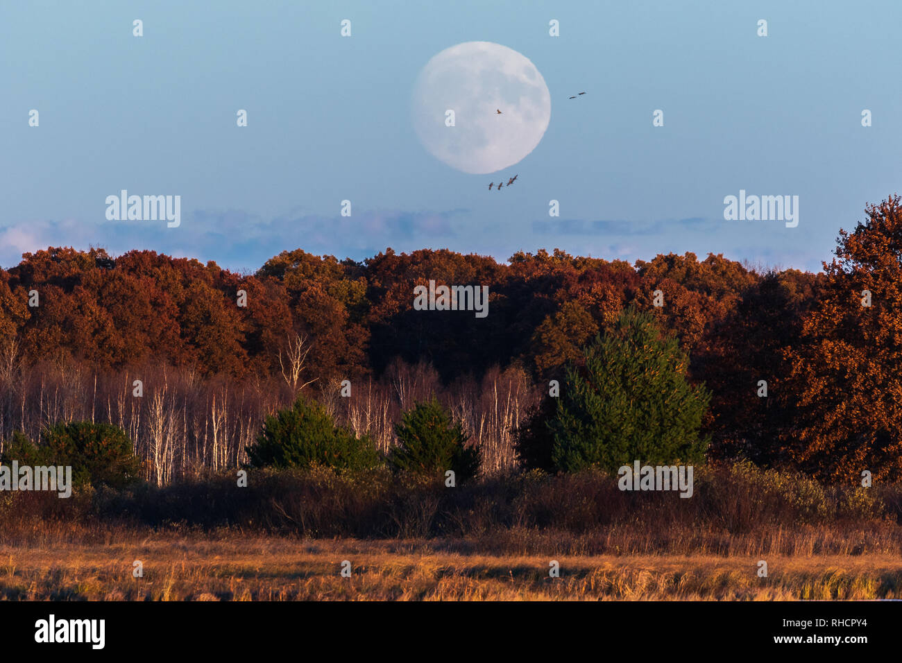 Sandhill cranes flying over Crex Meadows Wildlife Area Stock Photo - Alamy