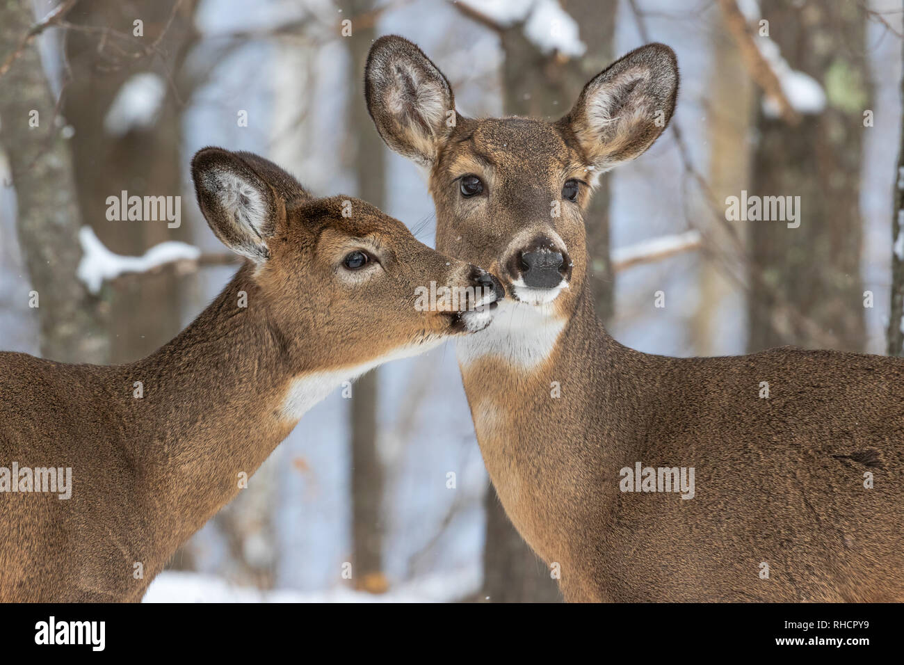 Whitetail doe with fawn hi-res stock photography and images - Alamy