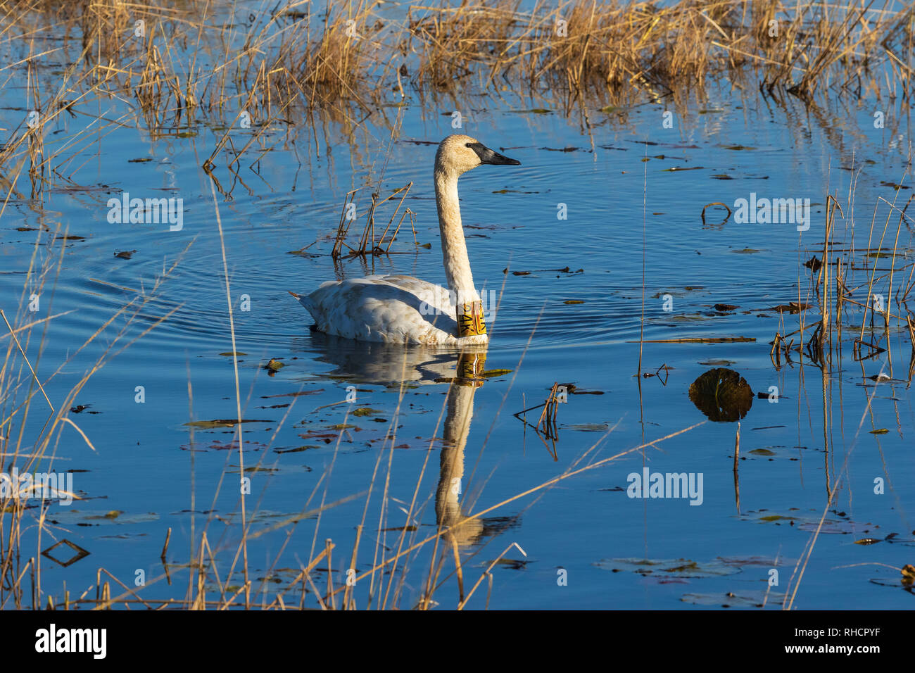 Trumpeter area hi-res stock photography and images - Alamy