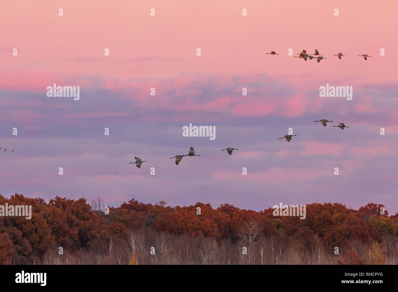 Sandhill cranes flying over Crex Meadows Wildlife Area Stock Photo - Alamy
