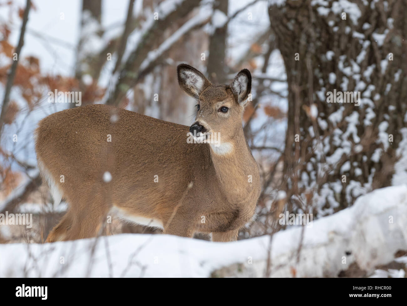 White-tailed fawn deep within the snowy northern forest of Wisconsin ...