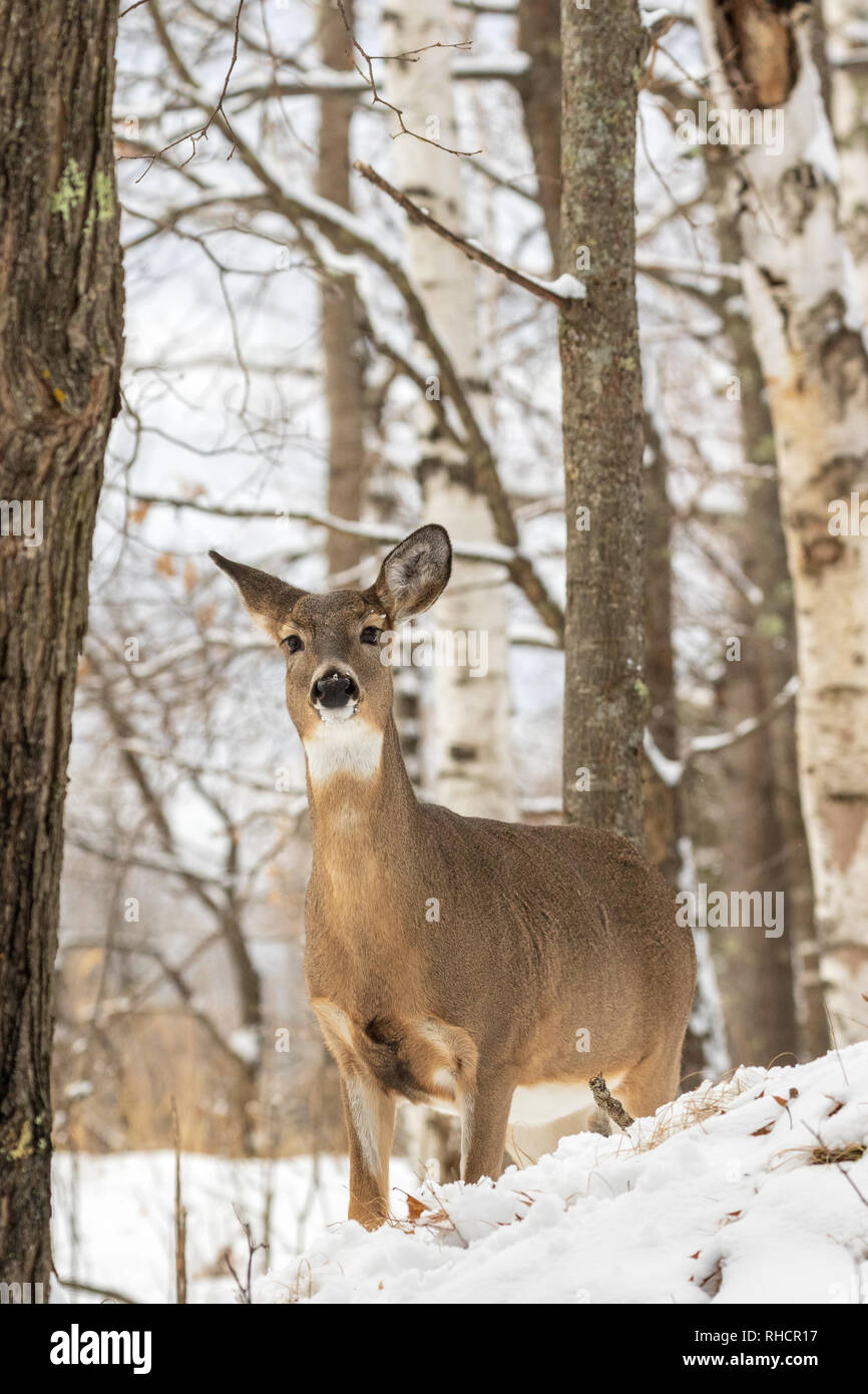 White-tailed doe standing deep within the northern forest Stock Photo ...