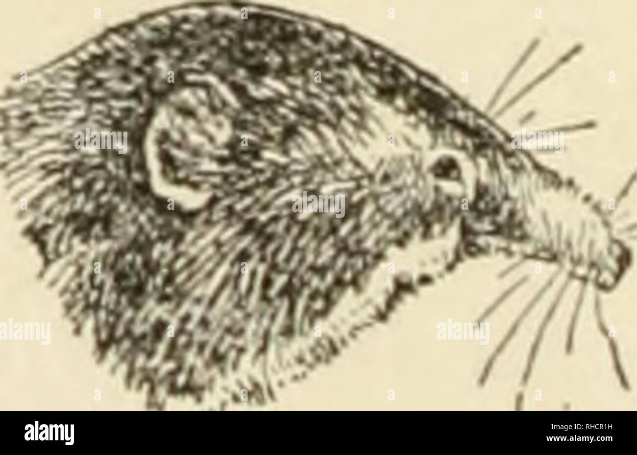 . The book of the animal kingdom. Mammals; Mammals. 42 THE BOOK OF THE ...