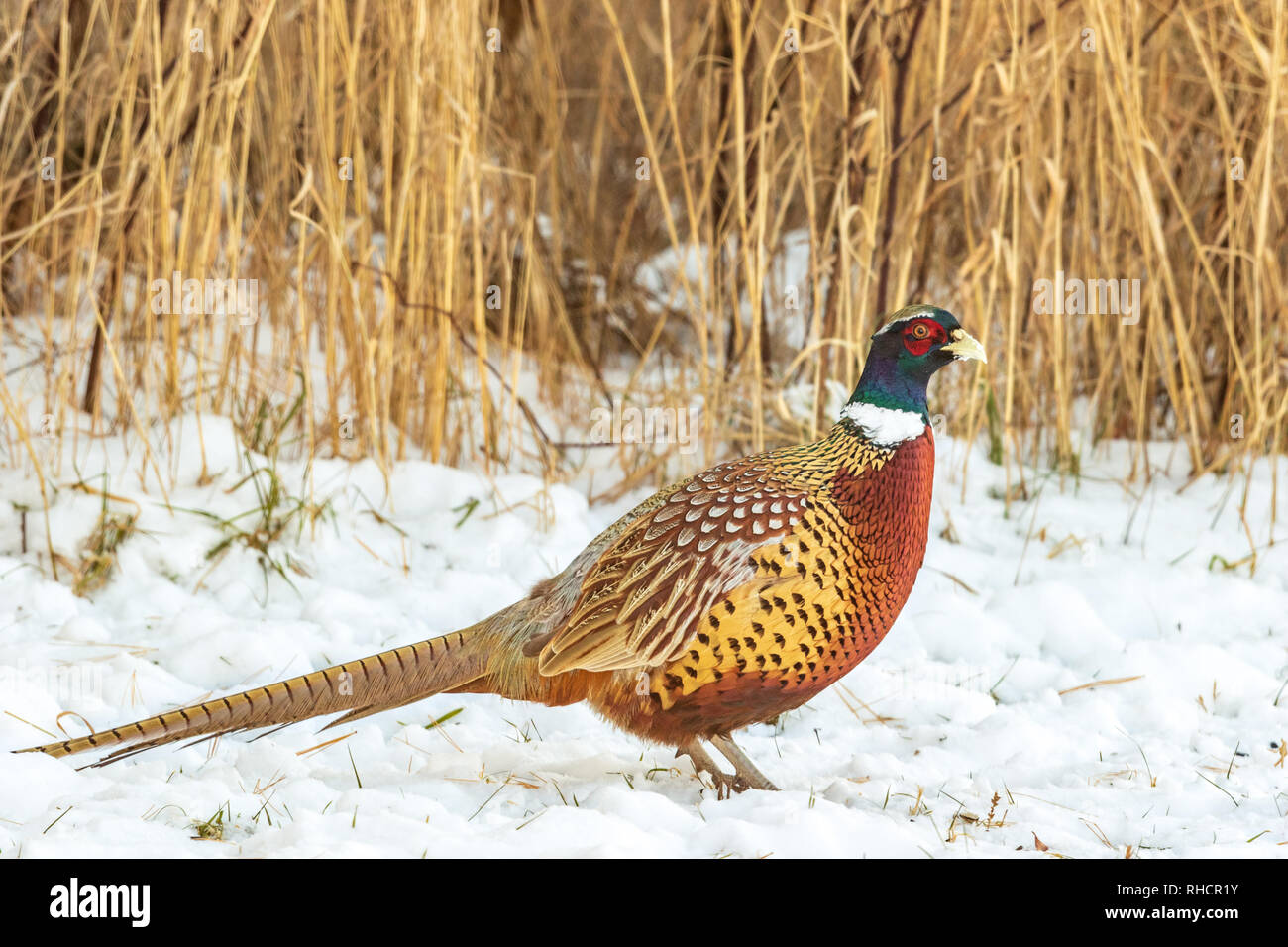 Male ring-necked pheasant standing in the northern Wisconsin snow Stock ...