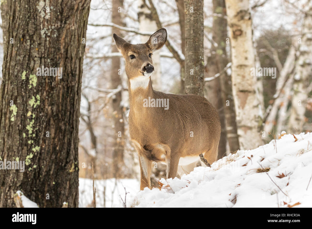 White-tailed doe standing deep within the northern forest Stock Photo ...