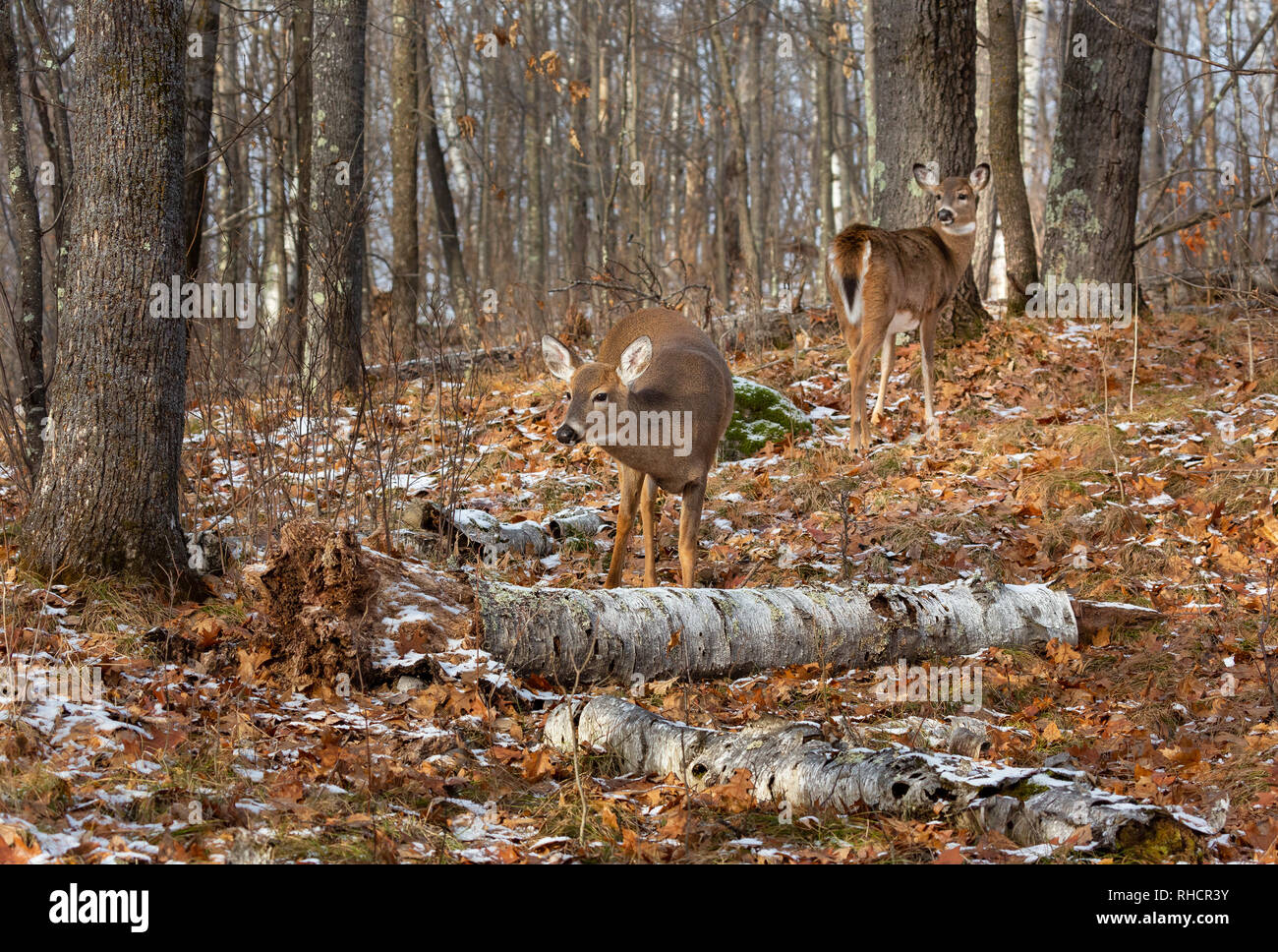 White-tailed doe and fawn deep within the northern forest Stock Photo ...