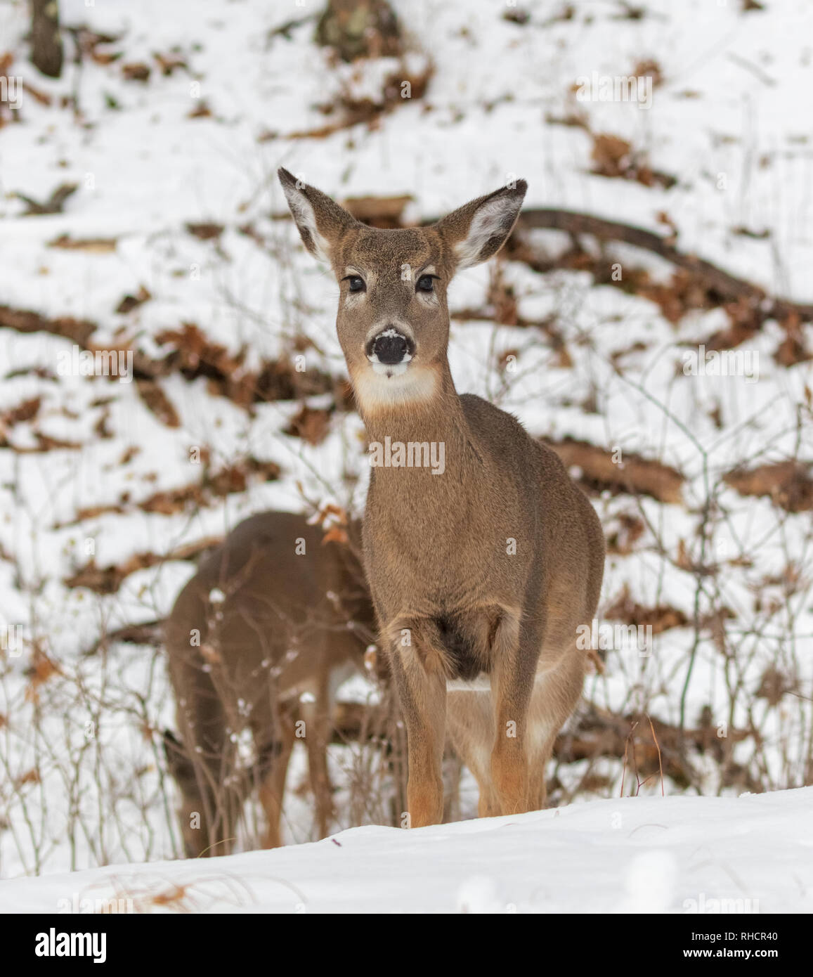 White-tailed fawn deep within the snowy northern Wisconsin forest Stock ...