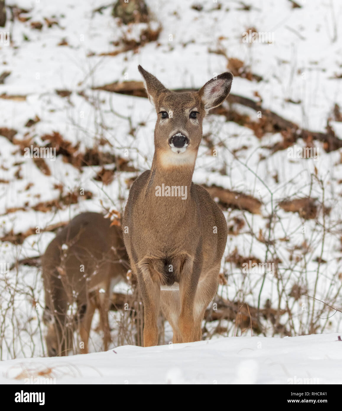 White-tailed fawn deep within the snowy northern Wisconsin forest Stock ...