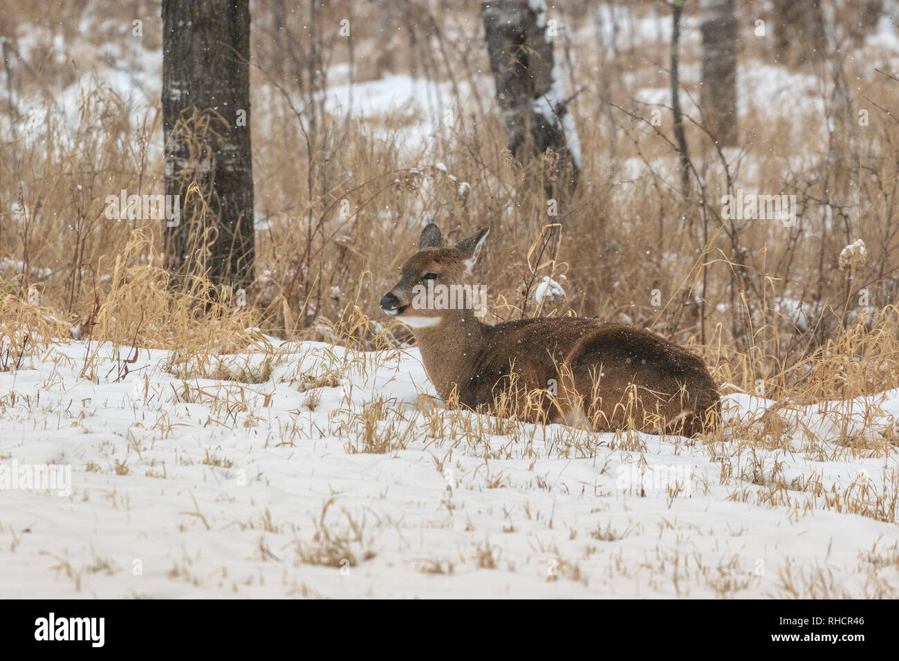 Snow white bed hi-res stock photography and images - Alamy