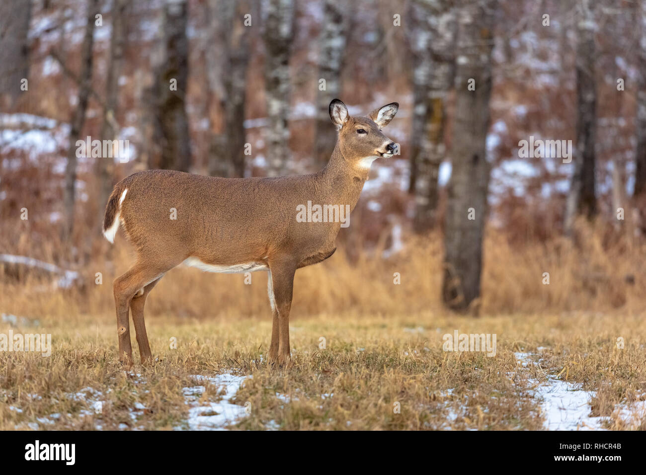 Large doe hi-res stock photography and images - Alamy